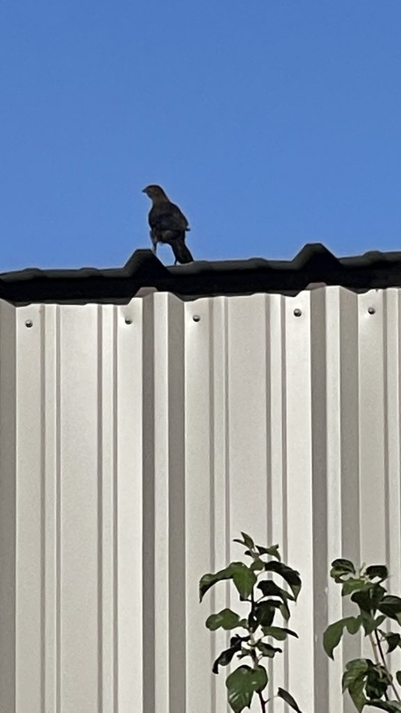 Grackle on his way to the worm store. By Margaret Leora Workman ...