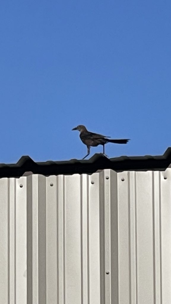 Grackle on his way to the worm store. By Margaret Leora Workman ...