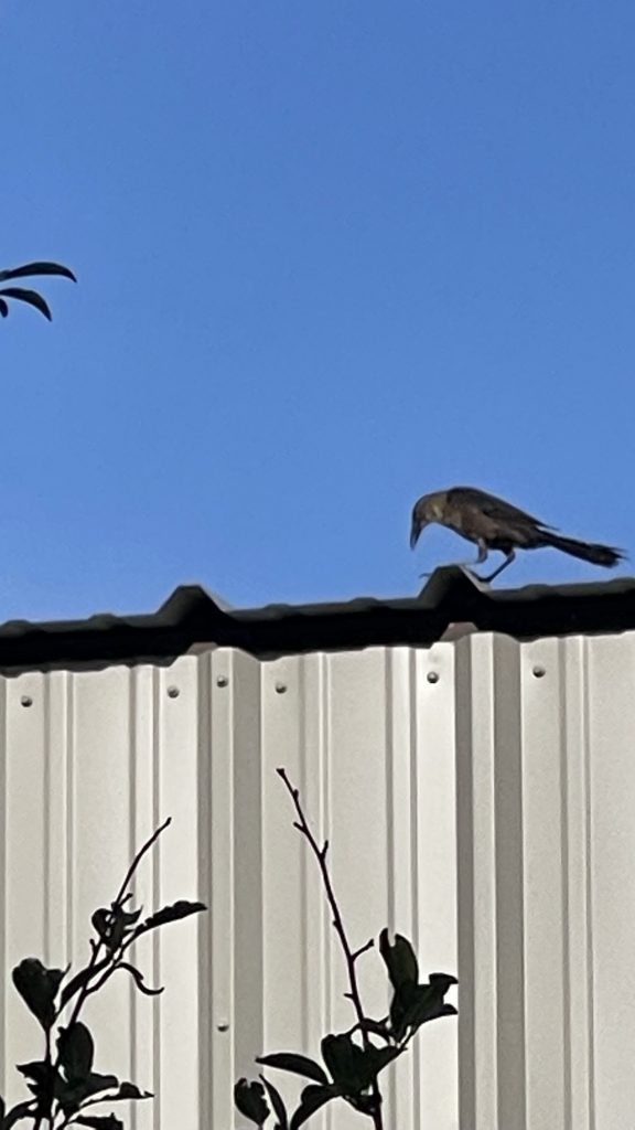 Grackle on his way to the worm store. By Margaret Leora Workman ...