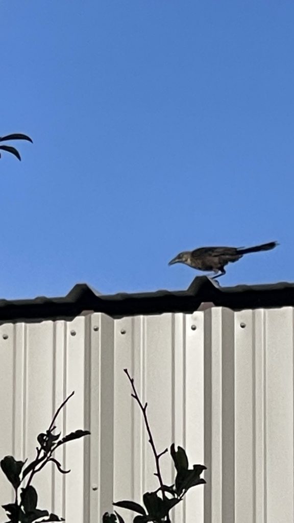 Grackle on his way to the worm store. By Margaret Leora Workman ...