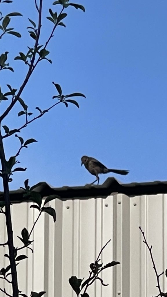 Grackle on his way to the worm store. By Margaret Leora Workman ...