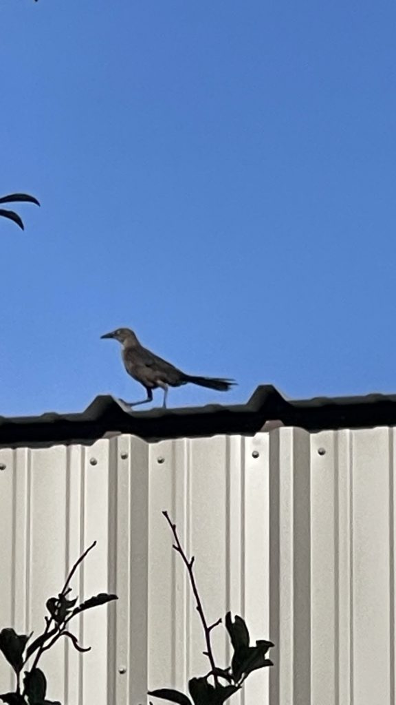Grackle on his way to the worm store. By Margaret Leora Workman ...