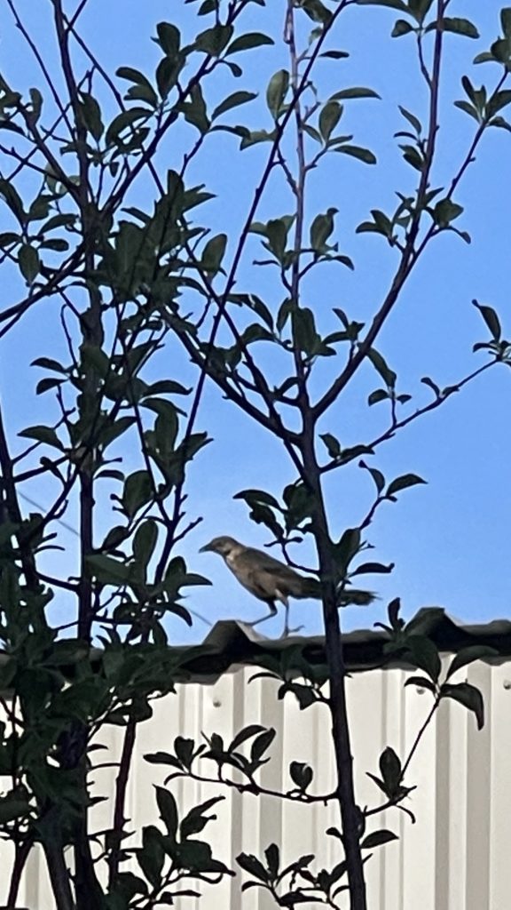 Grackle on his way to the worm store. By Margaret Leora Workman ...